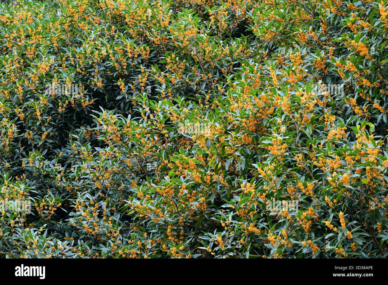 Osmanthus trees bloom in Jinhua City, east China's Zhejiang Province, 2 ...