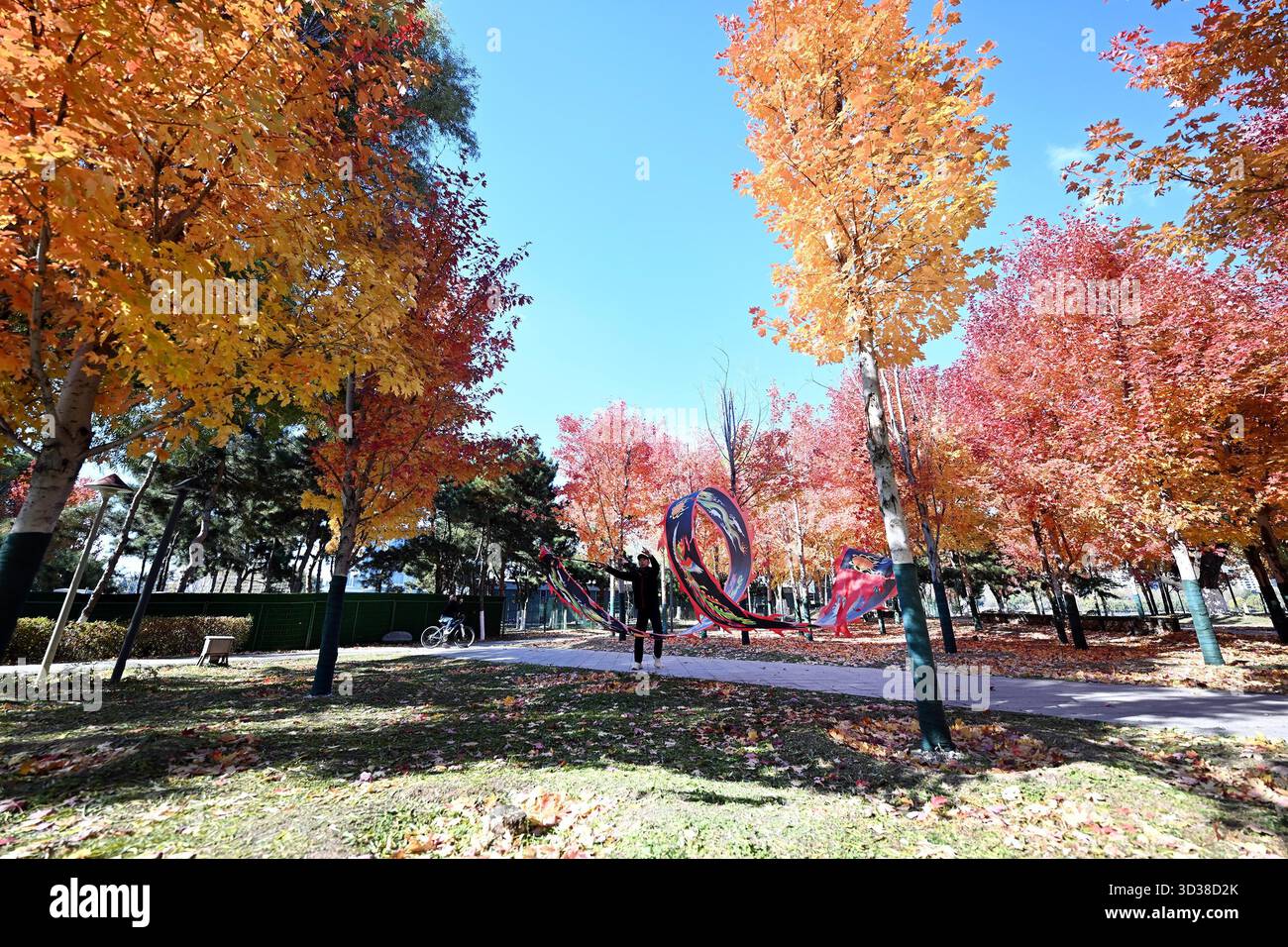 Maple trees attract people in Shenyang City, northeast China's Liaoning ...