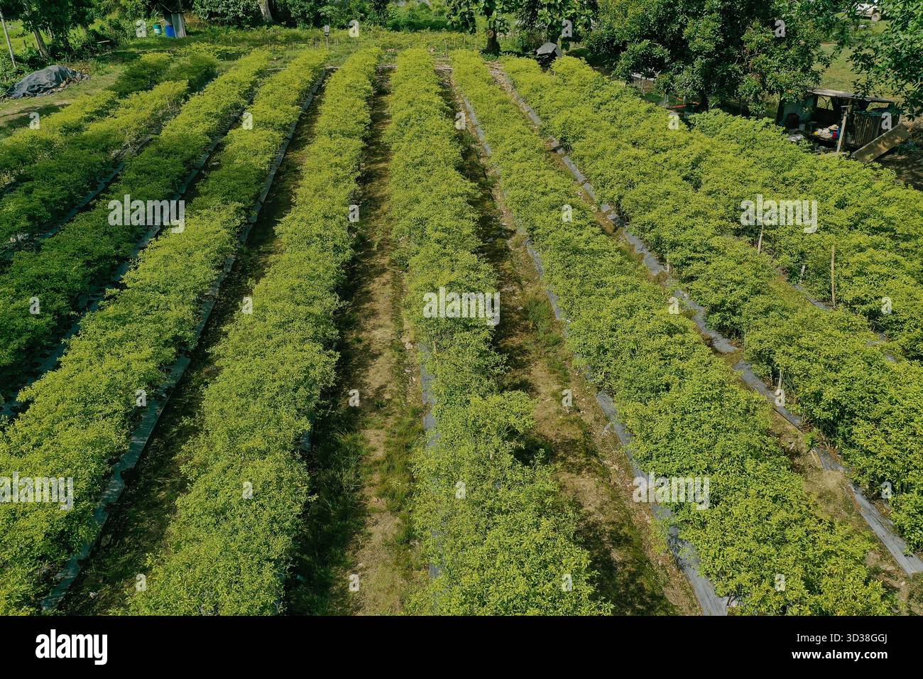 Aerial top-down view of a lush green chili plantation with plants ...