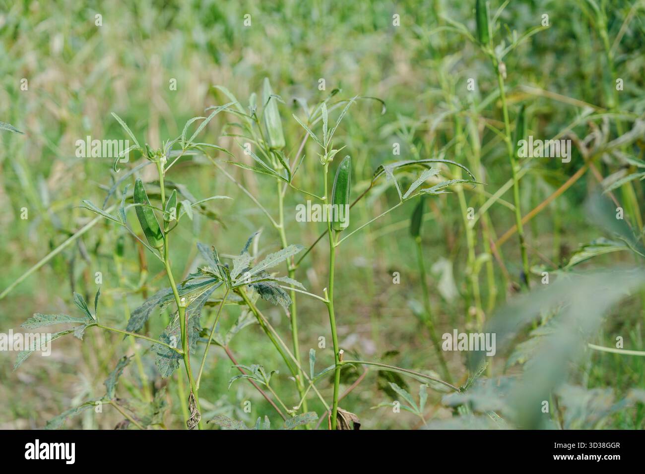 Close-up of okra plants growing in a green, open field. The image shows ...
