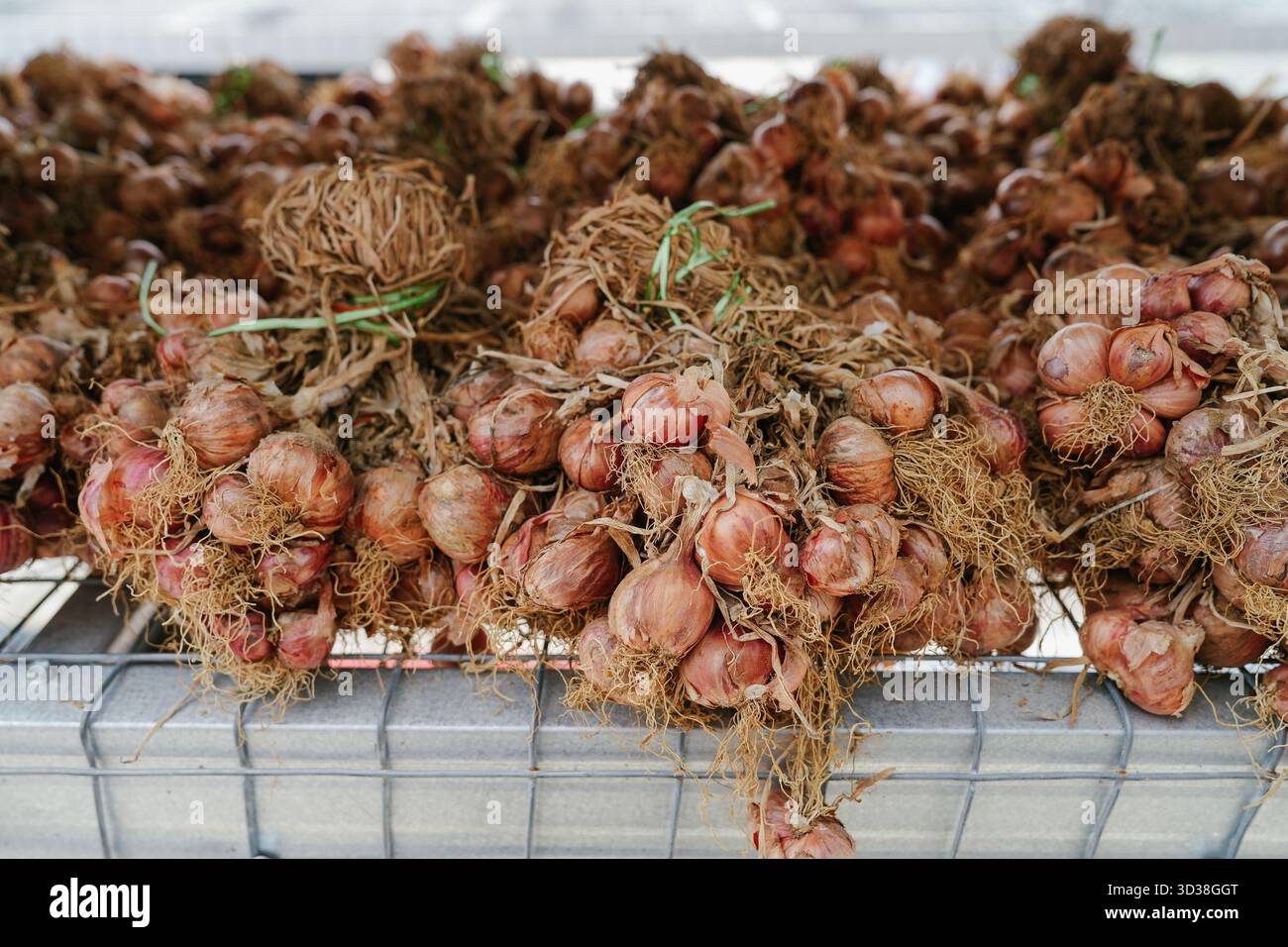 Close-up of freshly harvested shallots tied in bundles and arranged on ...