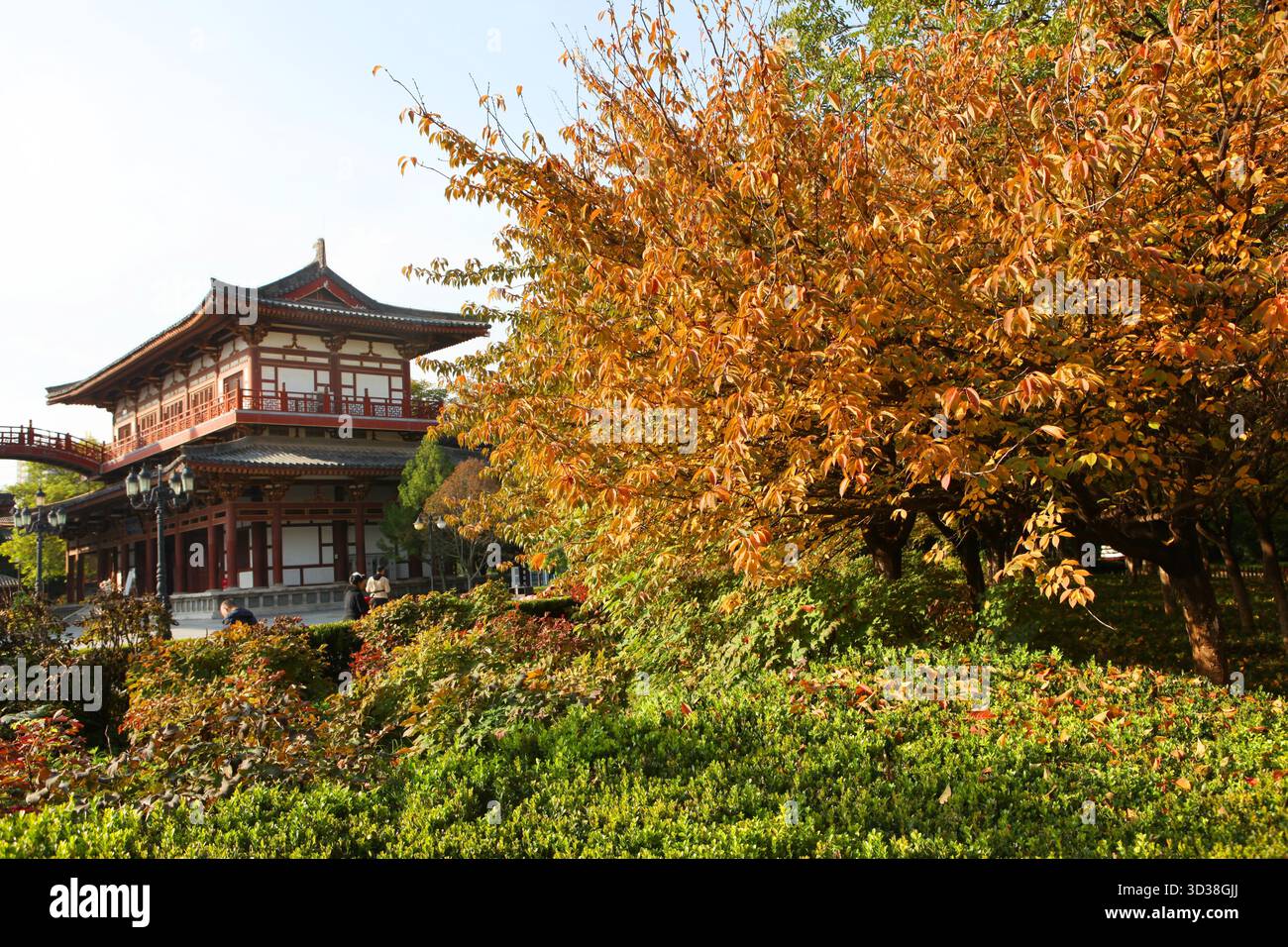 Golden cherry blossom trees in Xi'an City, northwest China's Shaanxi ...