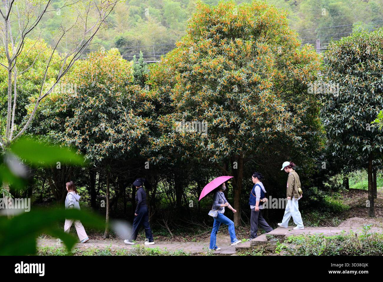 Osmanthus trees bloom in Jinhua City, east China's Zhejiang Province, 2 ...