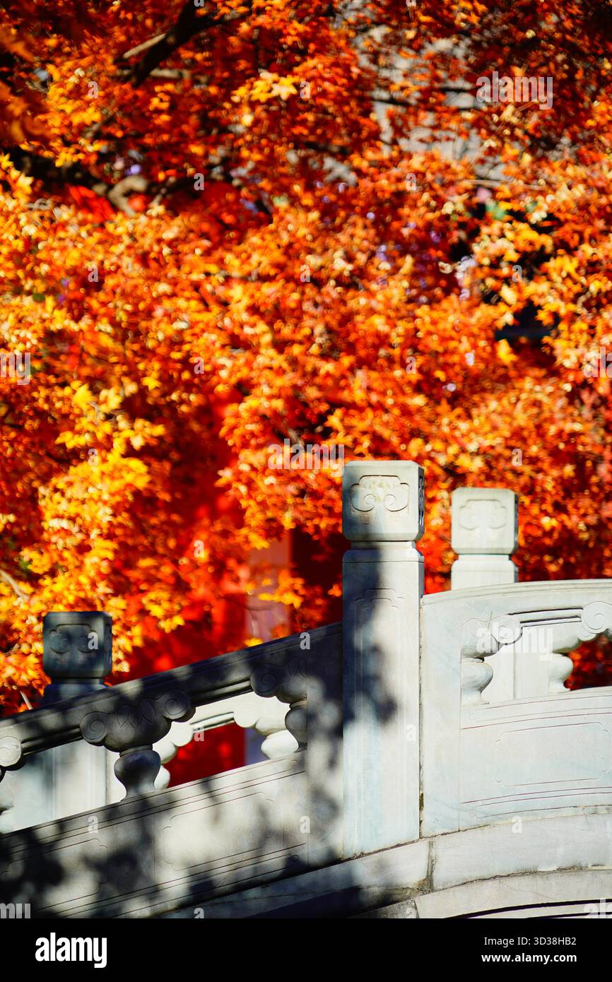 Red leaves enter the best viewing season at Xiangshan Park in Beijing ...
