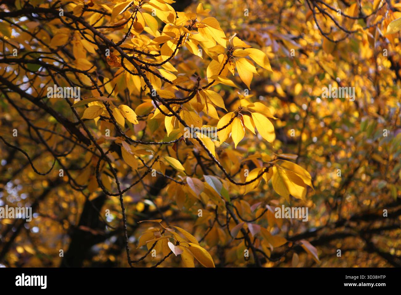 Golden cherry blossom trees in Xi'an City, northwest China's Shaanxi ...