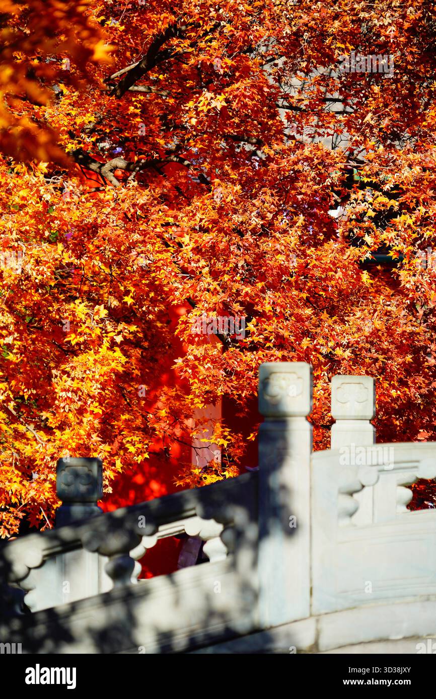 Red leaves enter the best viewing season at Xiangshan Park in Beijing ...