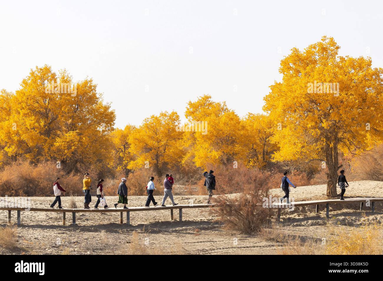 Golden populus euphratica forest attracts tourists in Shaya County ...