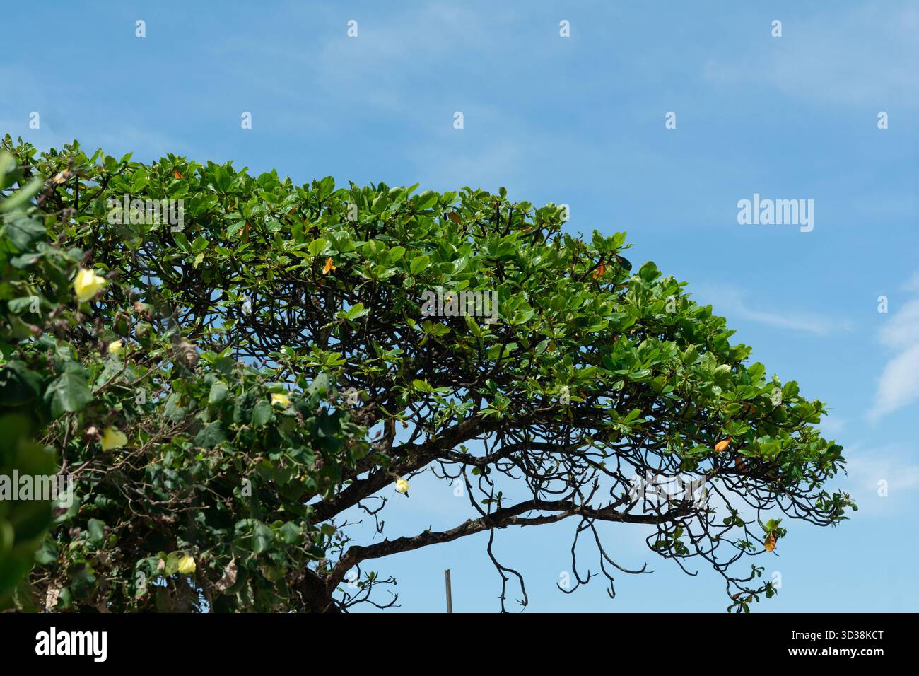 A low-angle view showing the canopy of a tropical tree with many ...