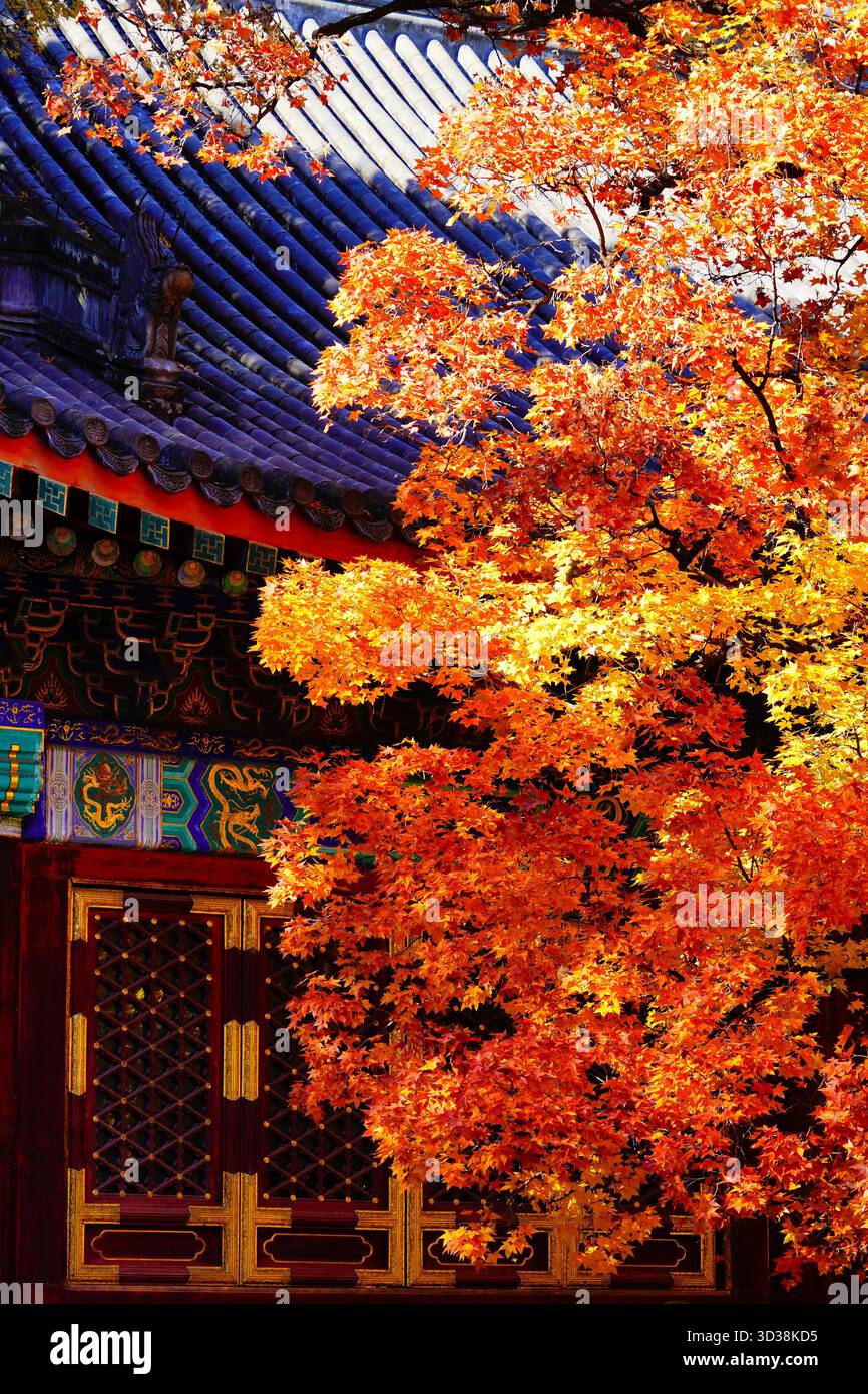 Red leaves enter the best viewing season at Xiangshan Park in Beijing ...