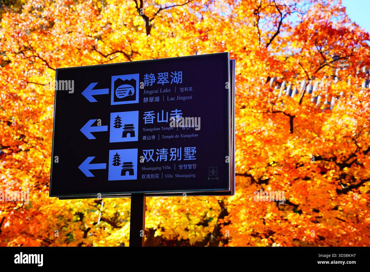 Red leaves enter the best viewing season at Xiangshan Park in Beijing ...