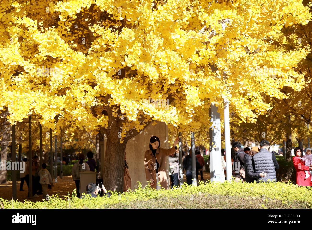 Golden ginkgo leaves at Beijing Olympic Park, Beijing, China, 2 ...