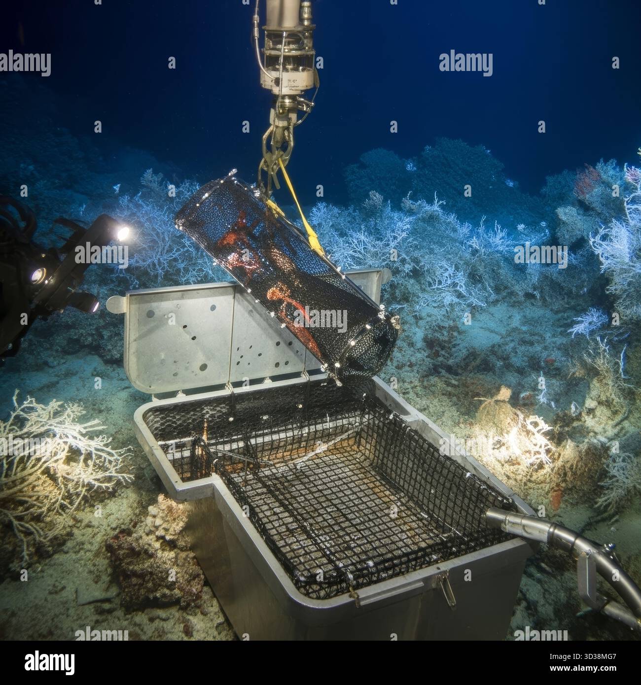 Deep-Sea Research 2026 Mariana Trench: ROV Captures Marine Life in ...