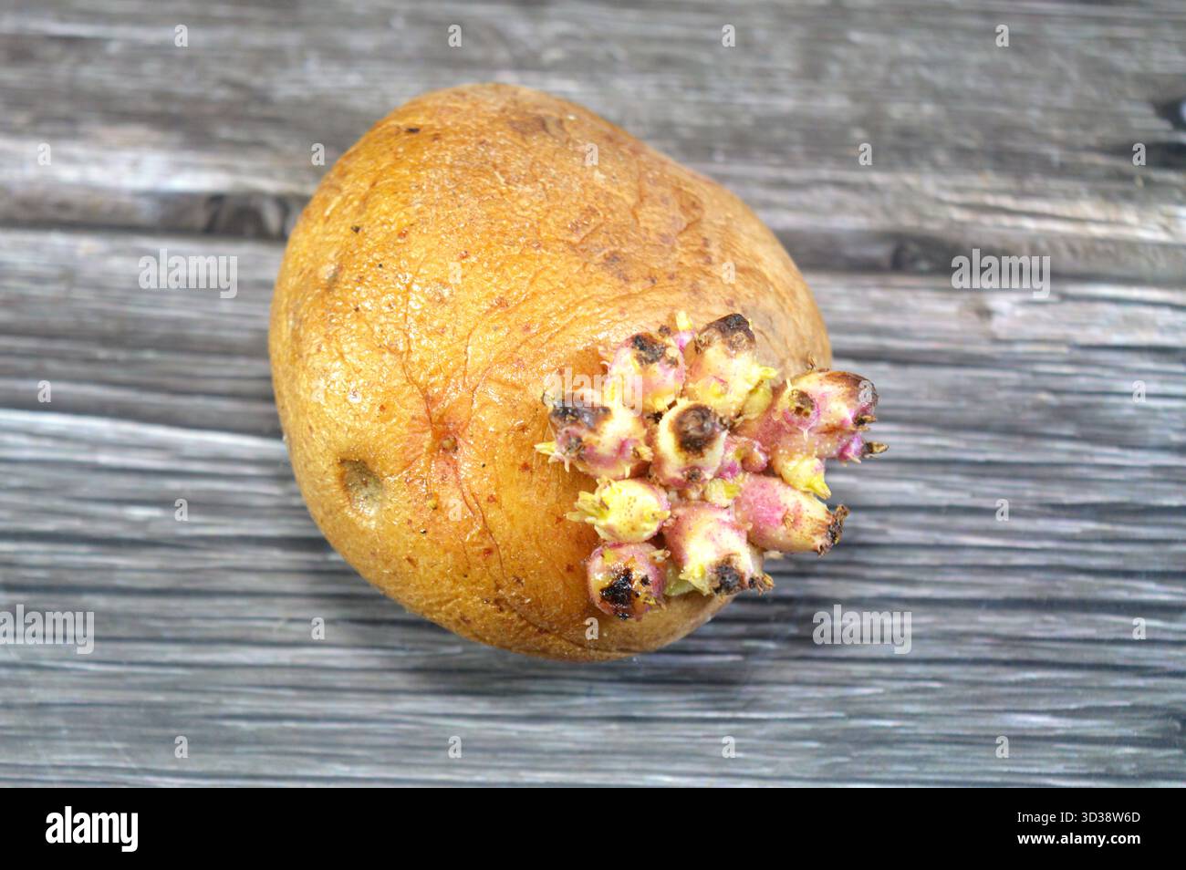 Potato sprouts are new plant shoots emerging from a potato's eyes or ...