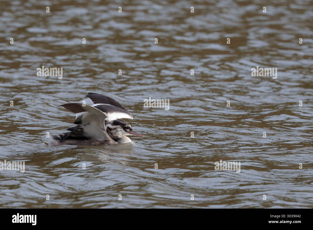 Great crested grebe juvenile early winter plumage England UK raised ...