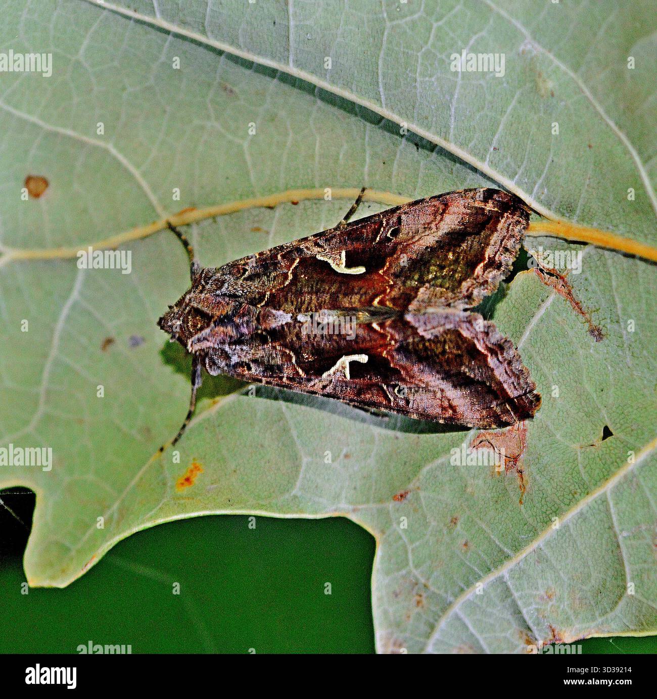Silver Y Moth Stock Photo - Alamy