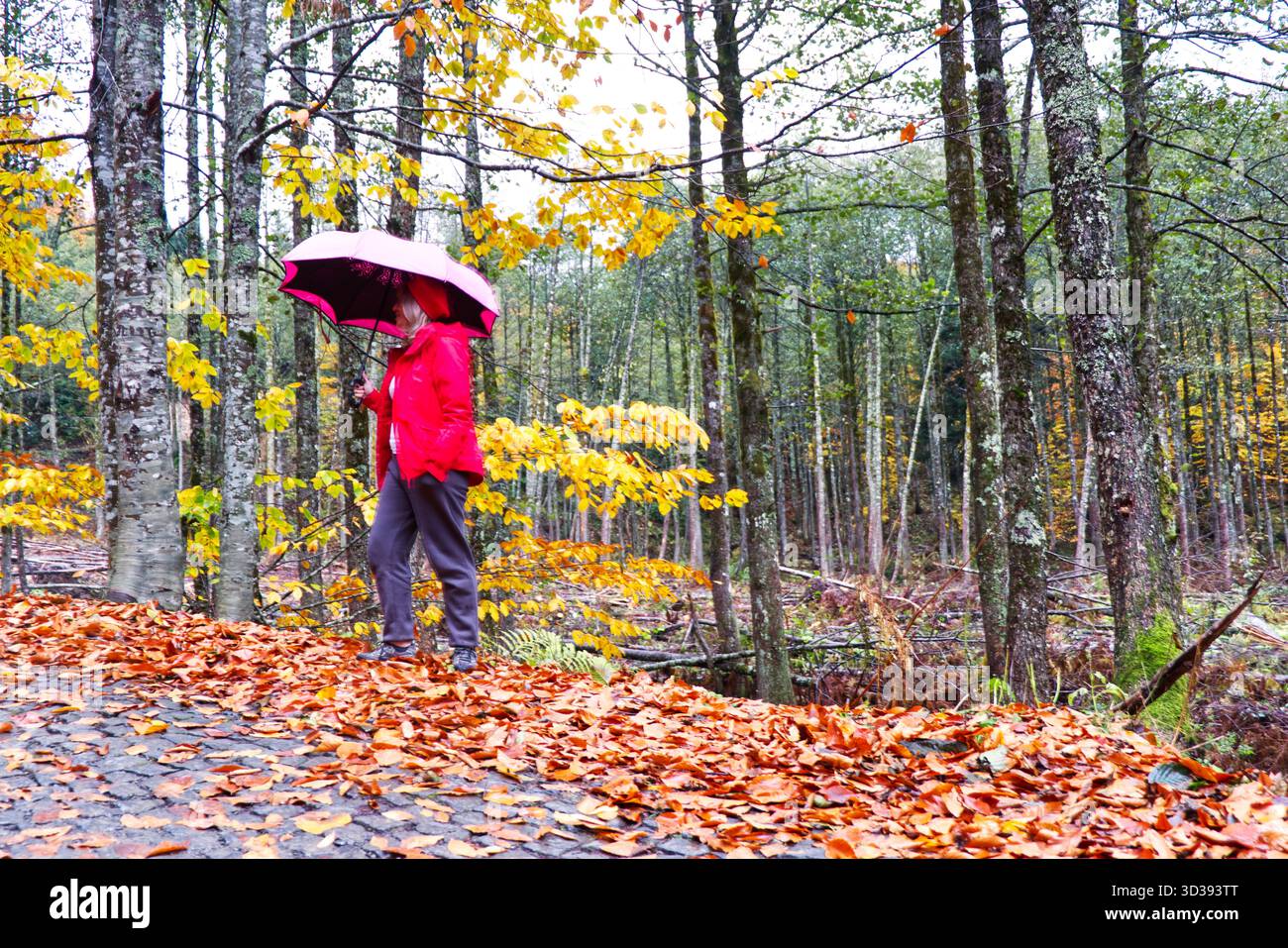Autumn rain walk hi-res stock photography and images - Alamy