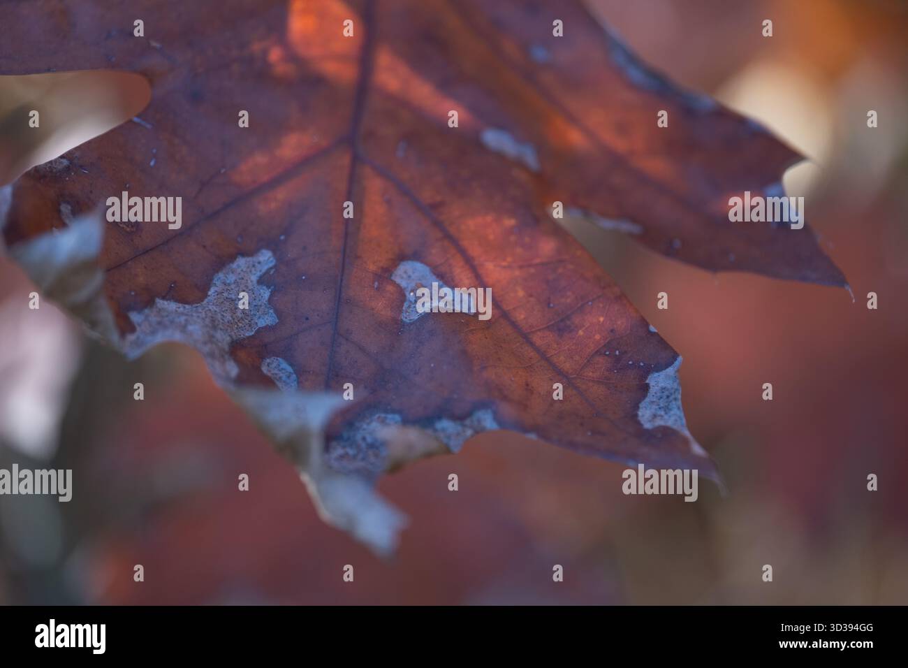 Close-up of a brown oak leaf with visible disease spots and natural ...