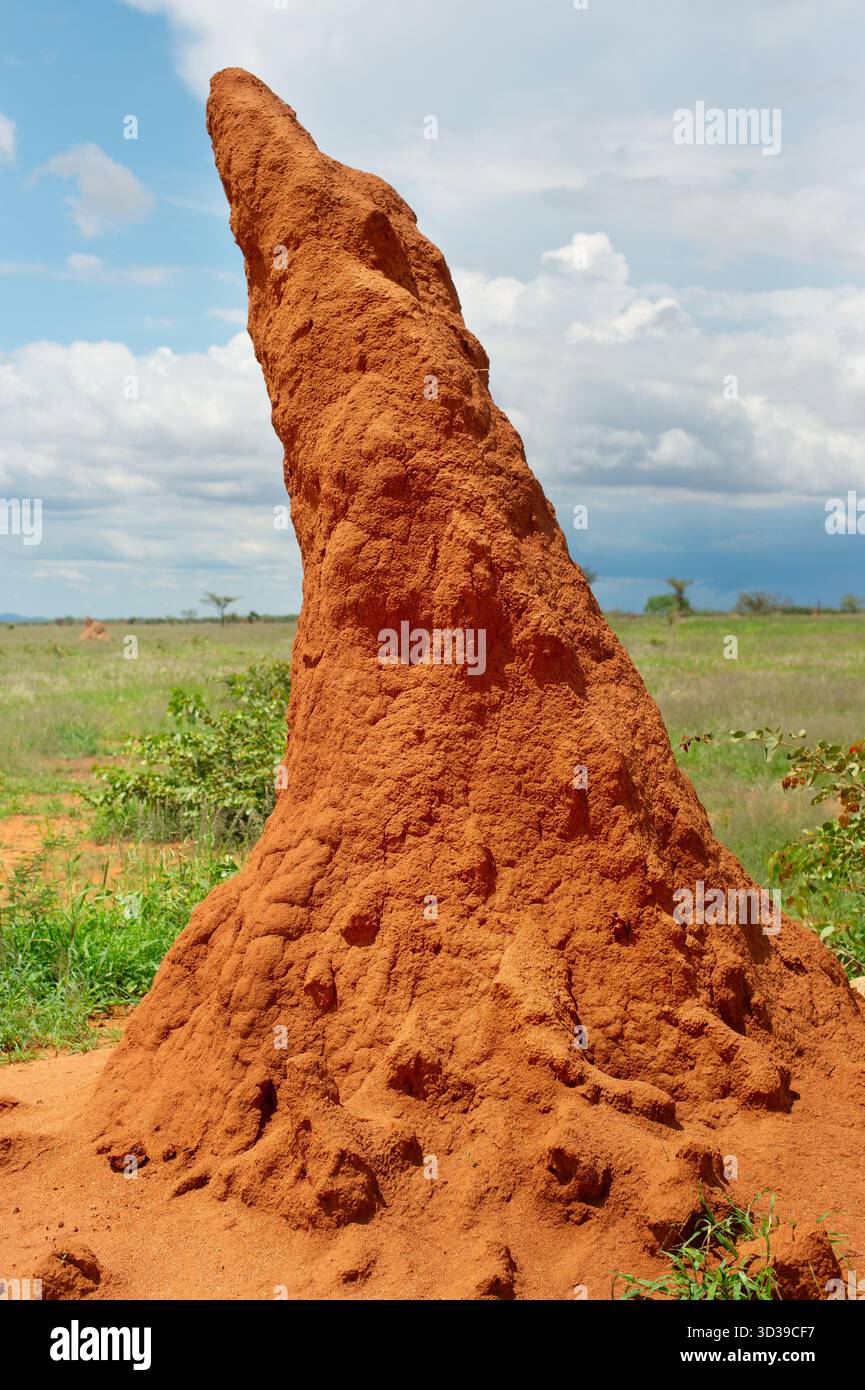 Large termite mounds , close-up. Namibia Stock Photo - Alamy