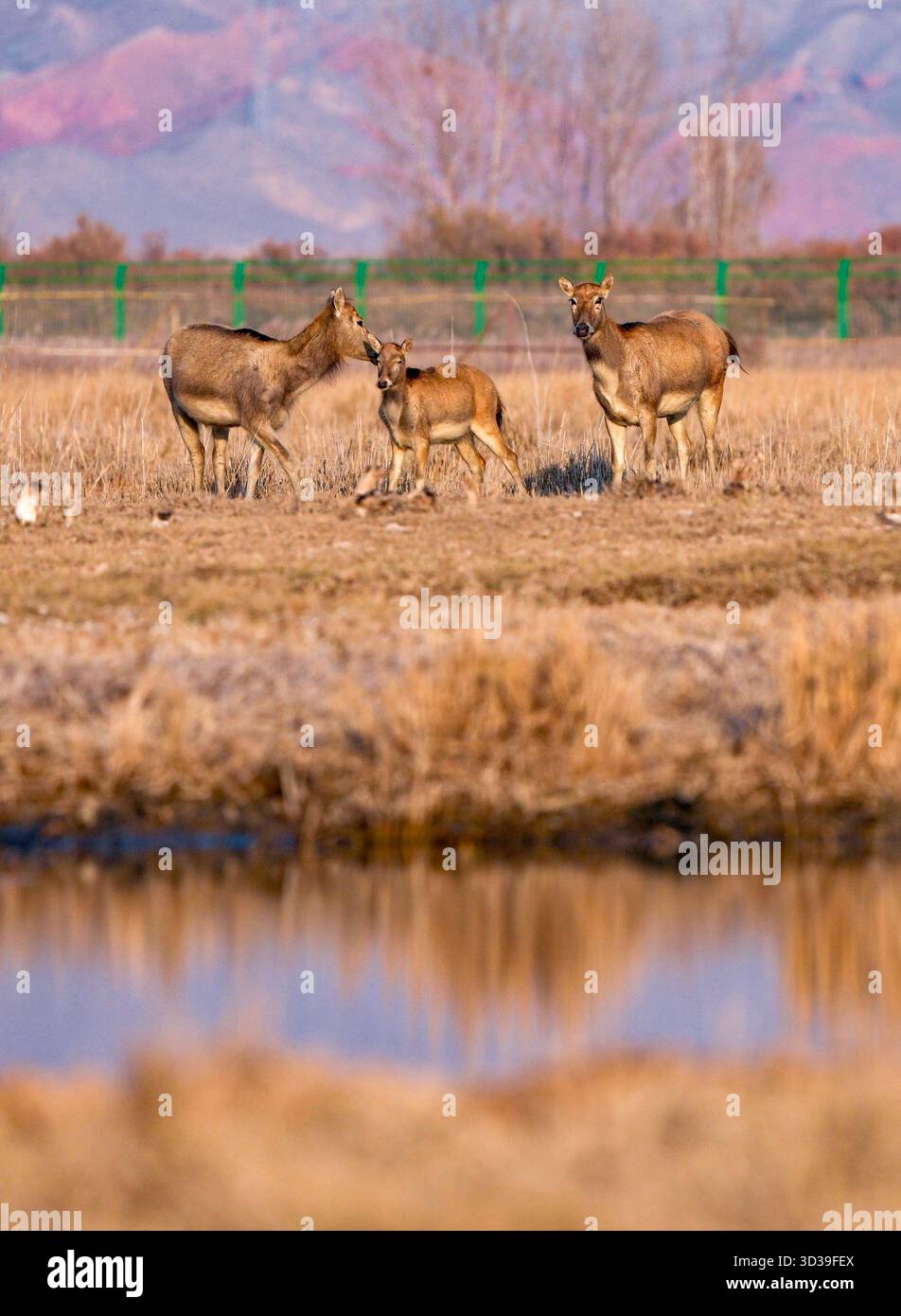 (251105) -- YINCHUAN, Nov. 5, 2025 (Xinhua) -- Milu deer are pictured ...