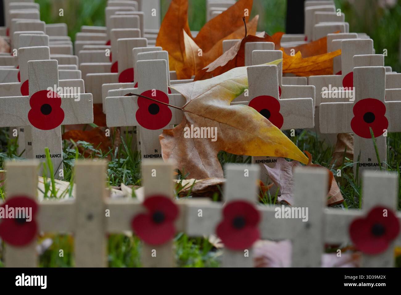 Remembrance poppies are planted in the Field of Remembrance at ...