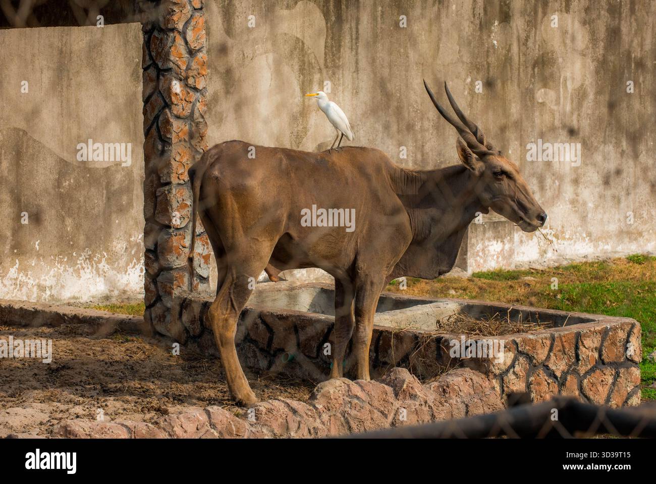 A majestic eland antelope stands peacefully in its enclosure while a ...