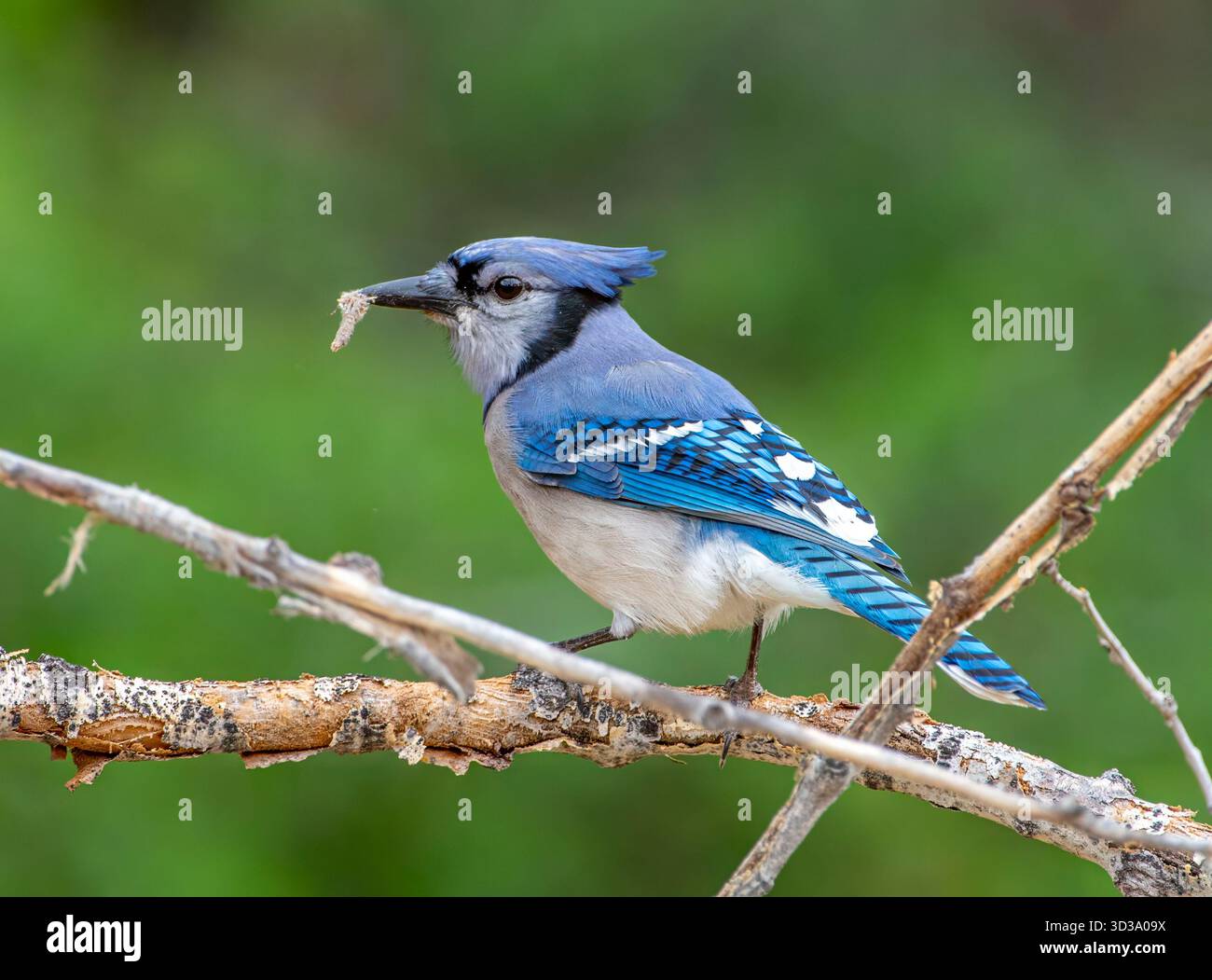 A beautiful Blue Jay is photographed as its carrying food back to its ...