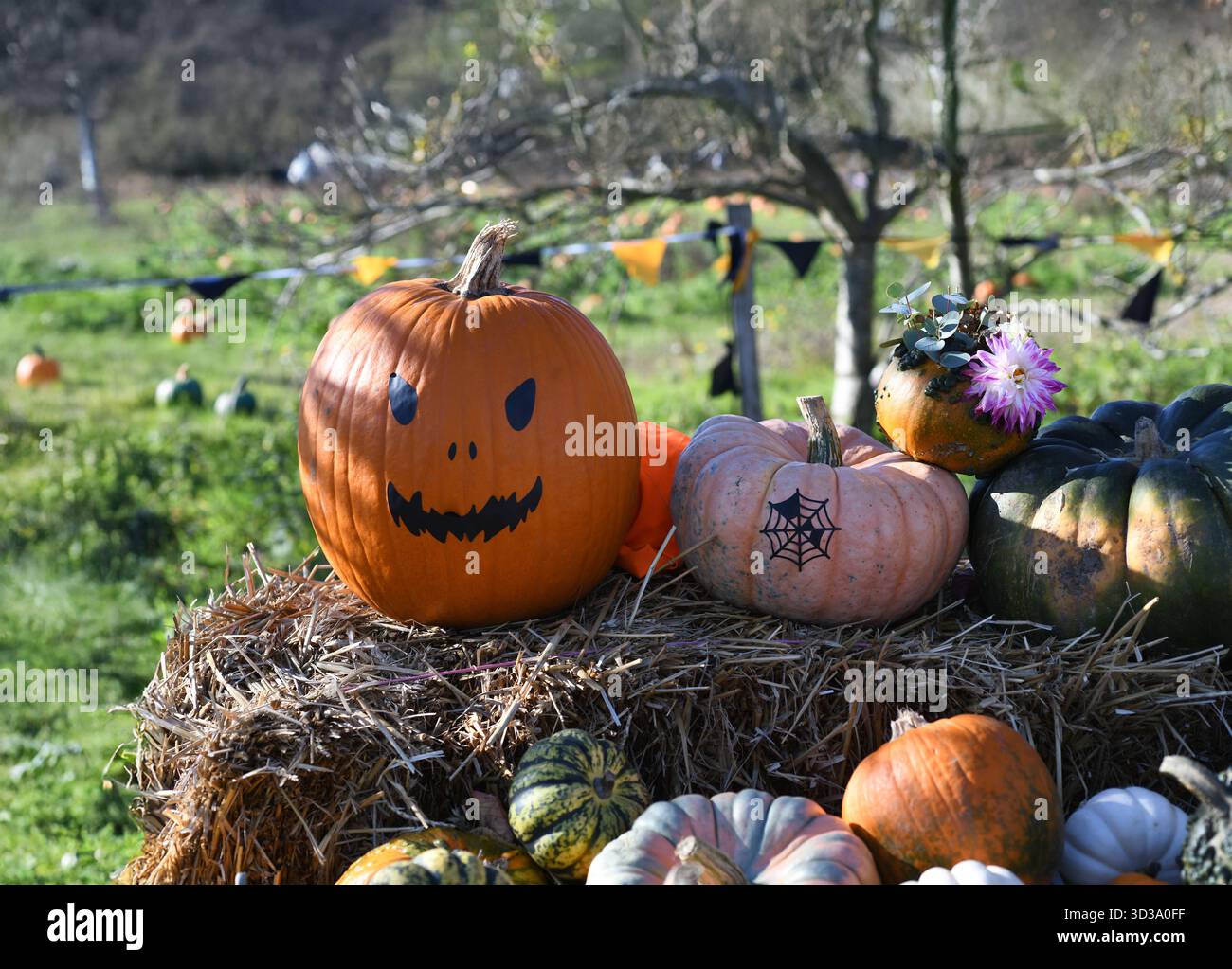 Joy in picking pumpkins hi-res stock photography and images - Alamy