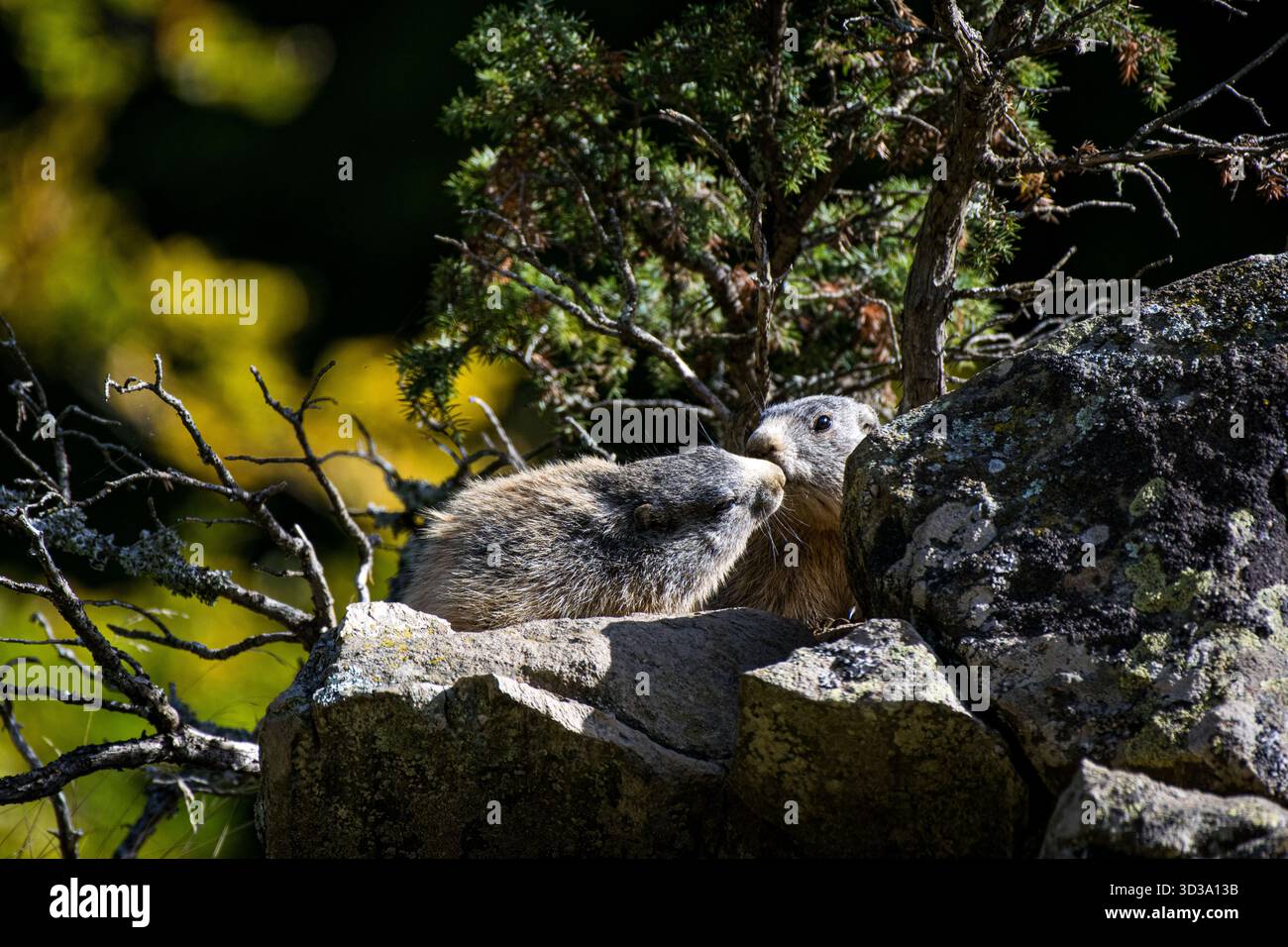 Cute marmots kissing before hibernation, in Orlu, French Pyrénées ...