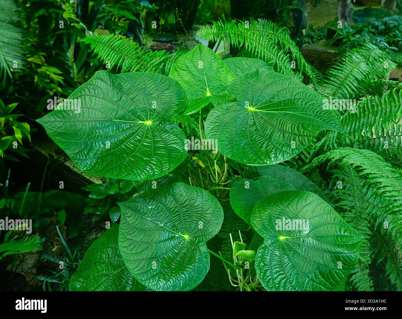Piper peltatum leaf and radial veins, captured in a forest in the ...