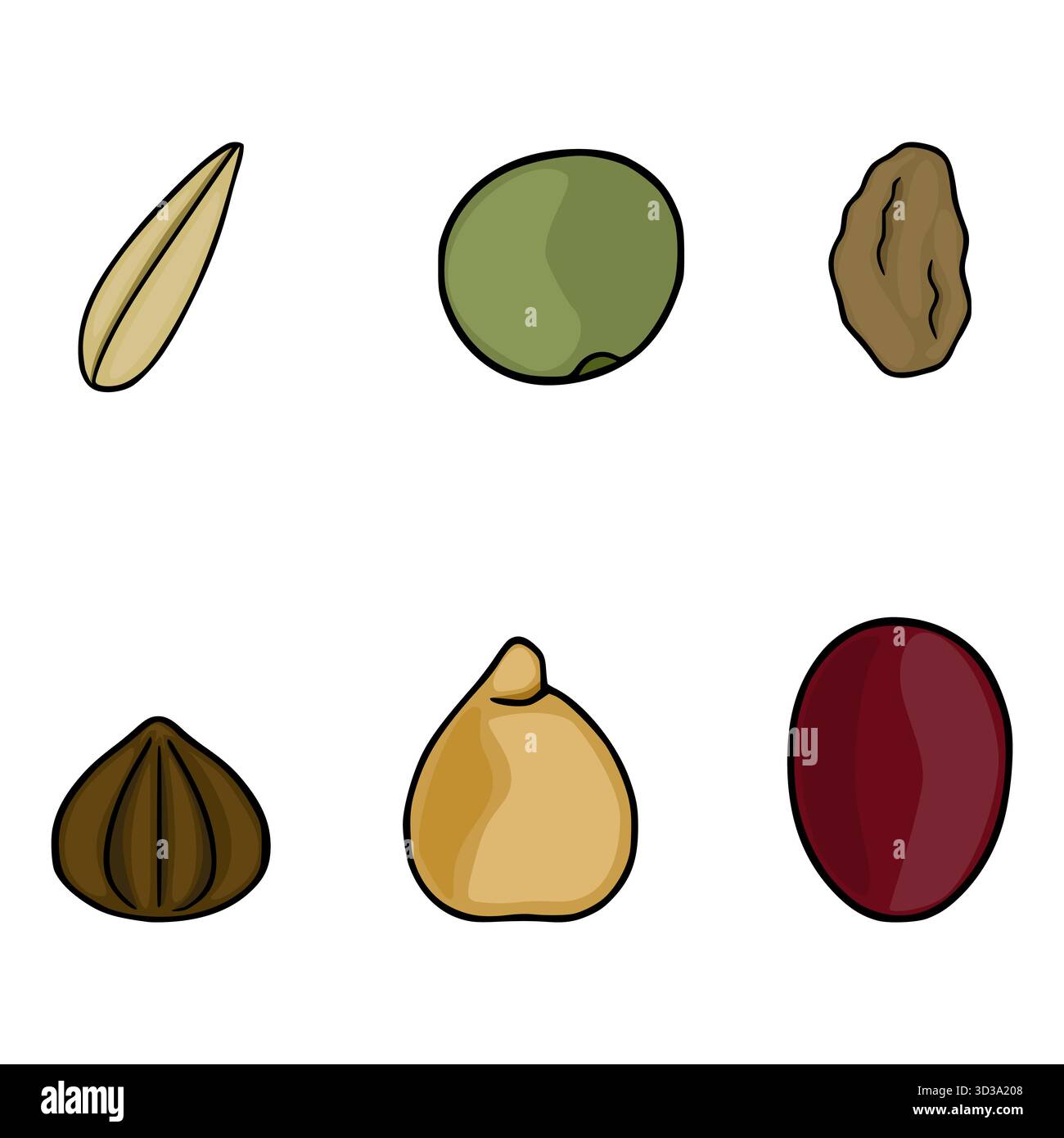 A charming vector collection of six distinct seeds and nuts, rendered ...