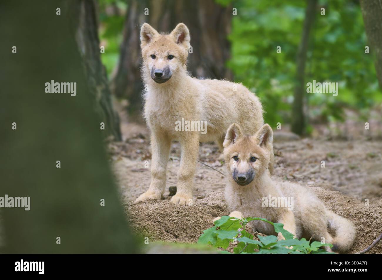 Two puppies curiously explore the forest, Arctic wolf (Canis lupus ...