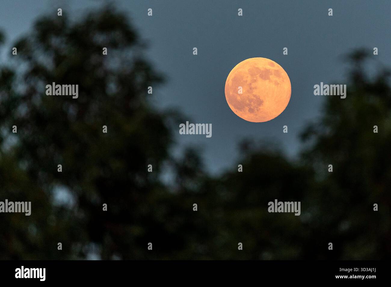 The Beaver Moon, the full moon of November, which is the second of ...