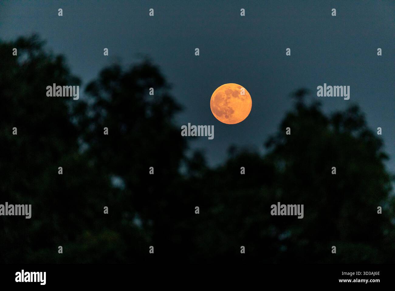 The Beaver Moon, the full moon of November, which is the second of ...