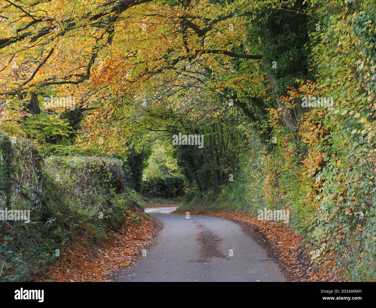 Harrietsham, Kent, UK. 5th Nov, 2025. UK Weather: autumn colours near ...