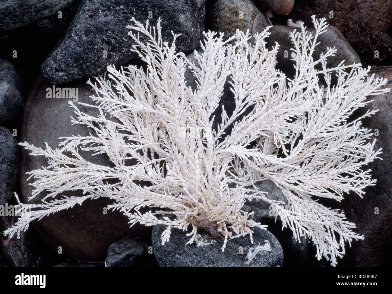 Coral Weed Seaweed (Corallina officinalis) bleached, dead specimen ...