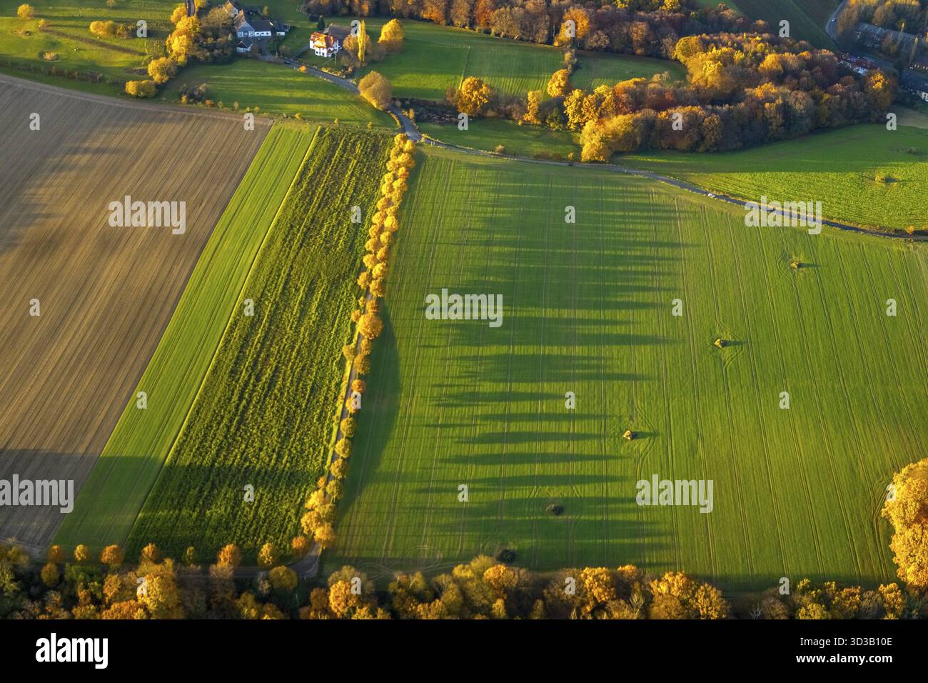 Aerial view, street and row of trees with shadows cast in the field at ...