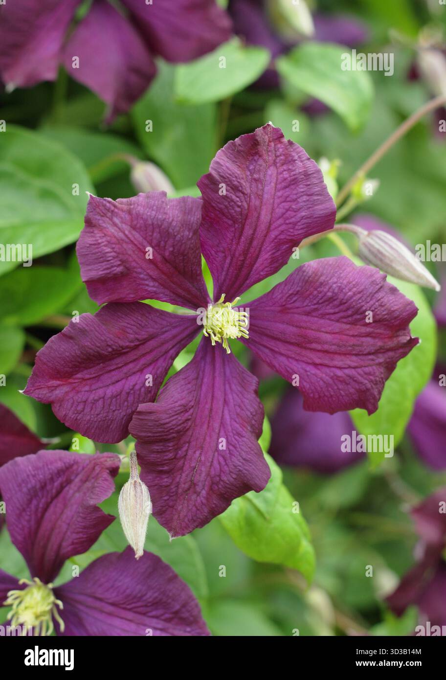 Clematis etoile violette hi-res stock photography and images - Alamy