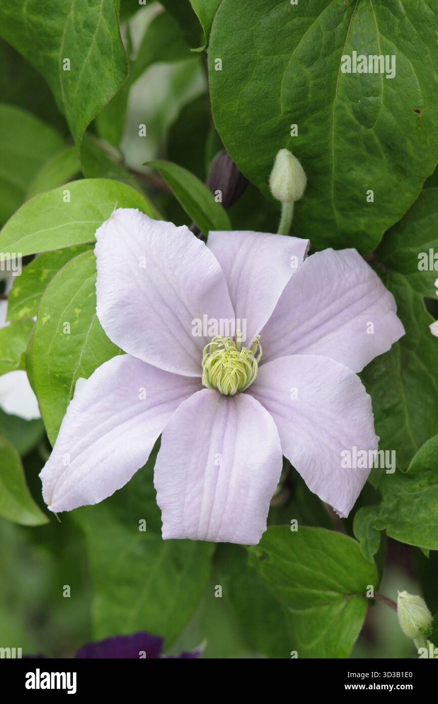 Clematis Silver Moon Stock Photo - Alamy