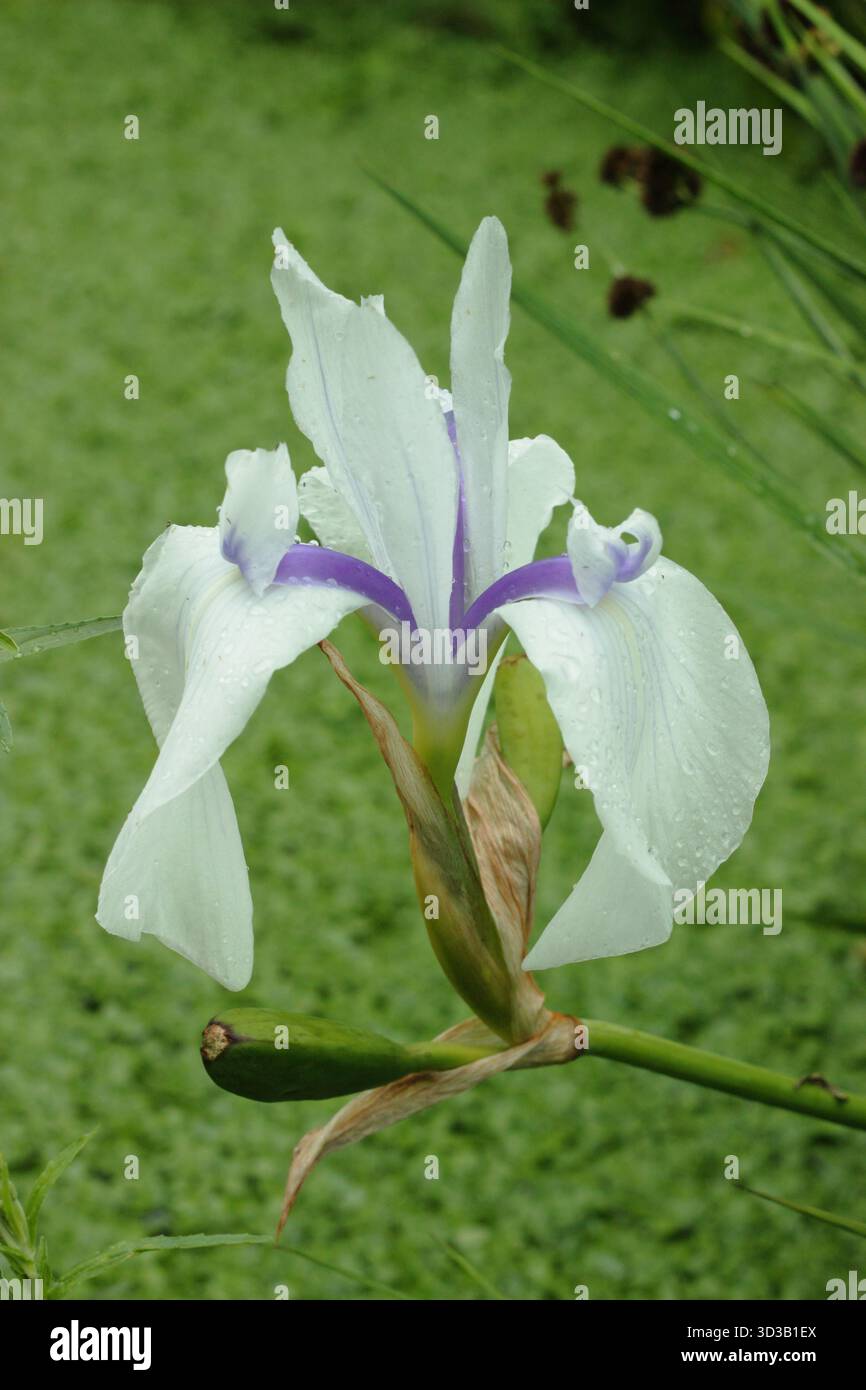 Iris Laevigata Rowden Starlight, Japanese water iris also called Iris ...
