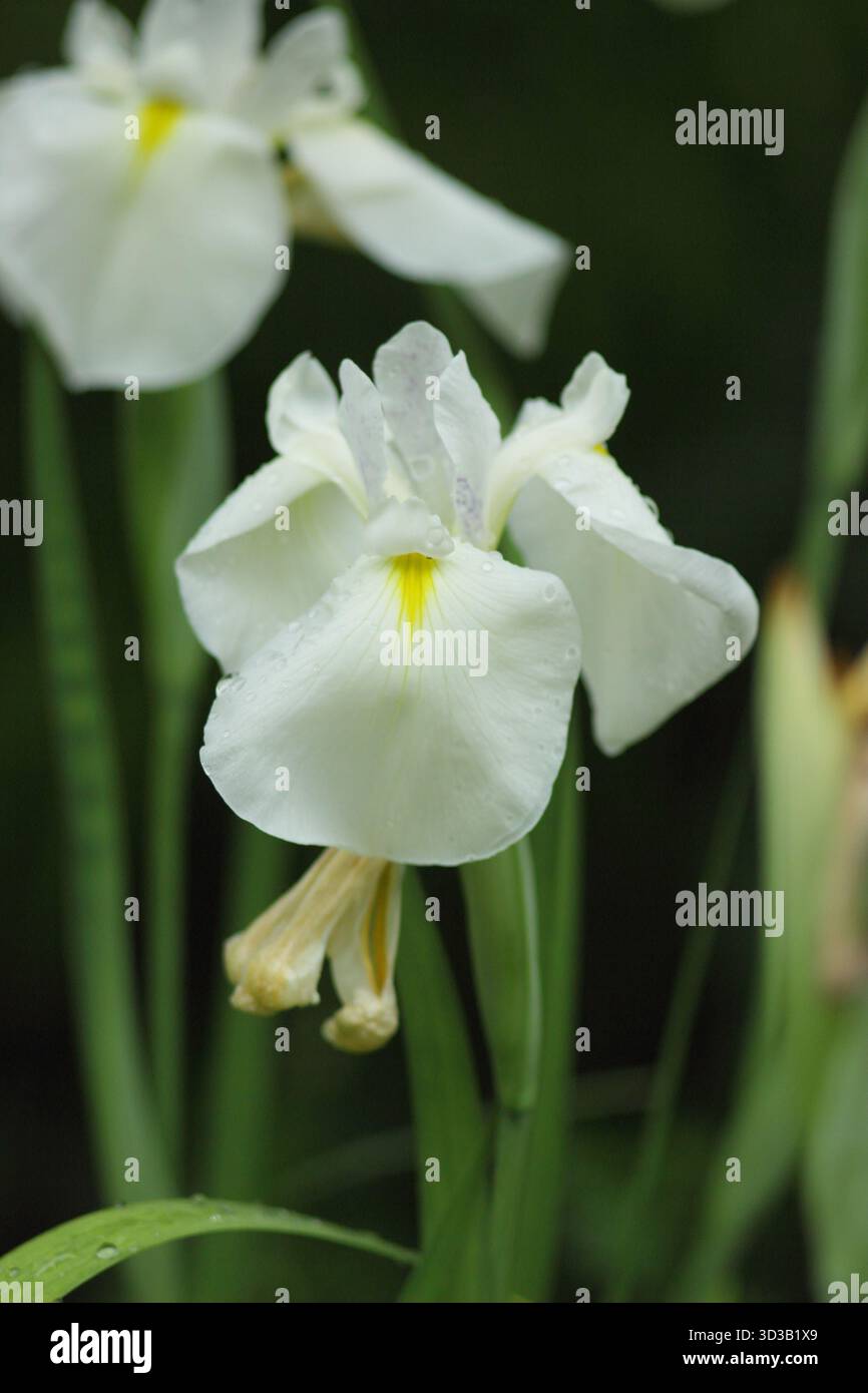 Iris ensata Rowden Rani Stock Photo - Alamy