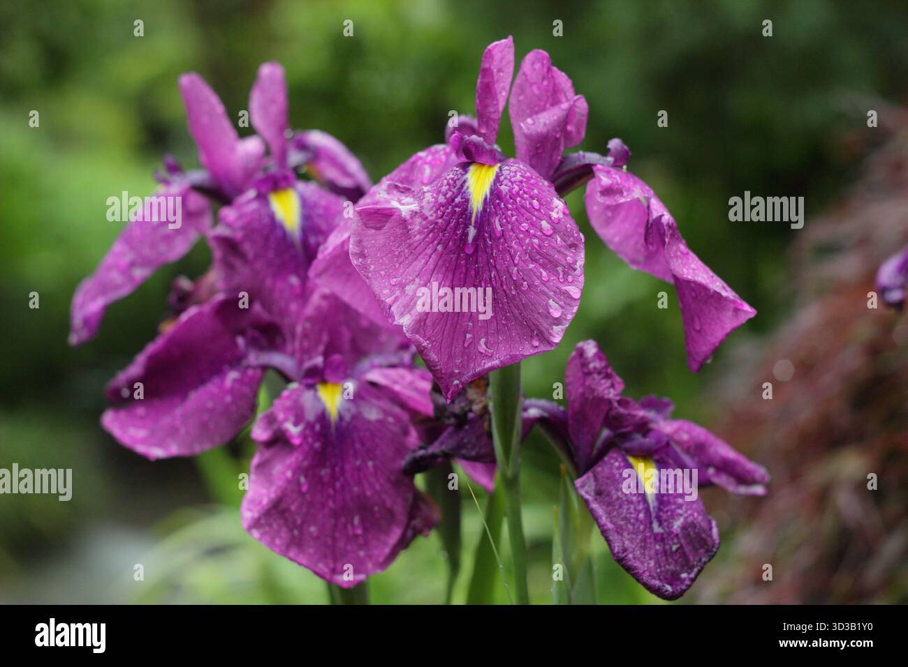 Iris ensata Rowden Padisha Stock Photo - Alamy