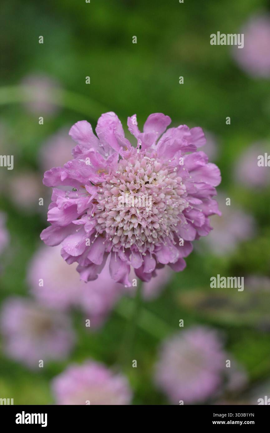 Scabious Pink Mist Stock Photo - Alamy