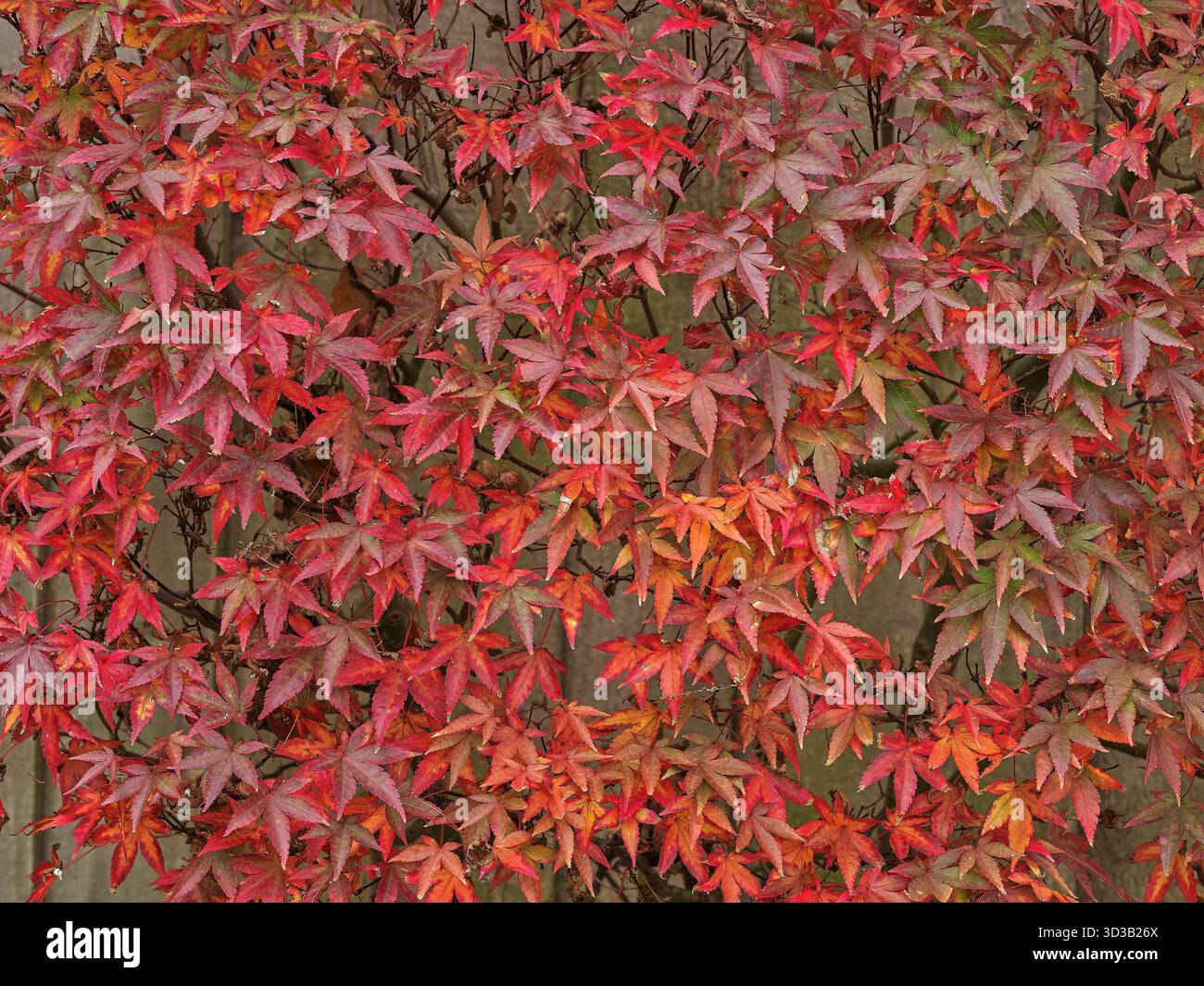 Autumn season colours of an acer plant Stock Photo - Alamy