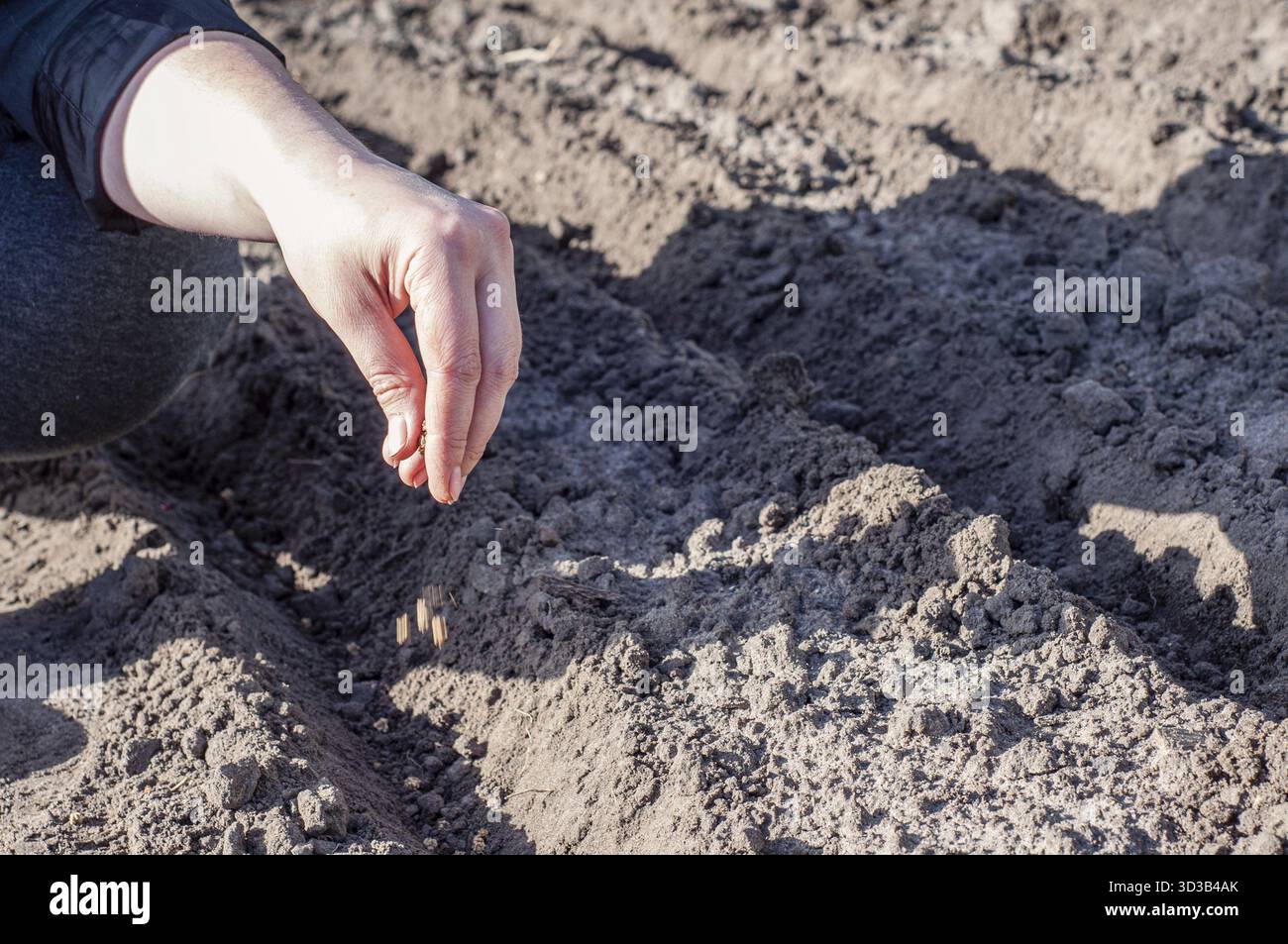 The process of planting seeds in a hole in the ground, the woman's hand ...