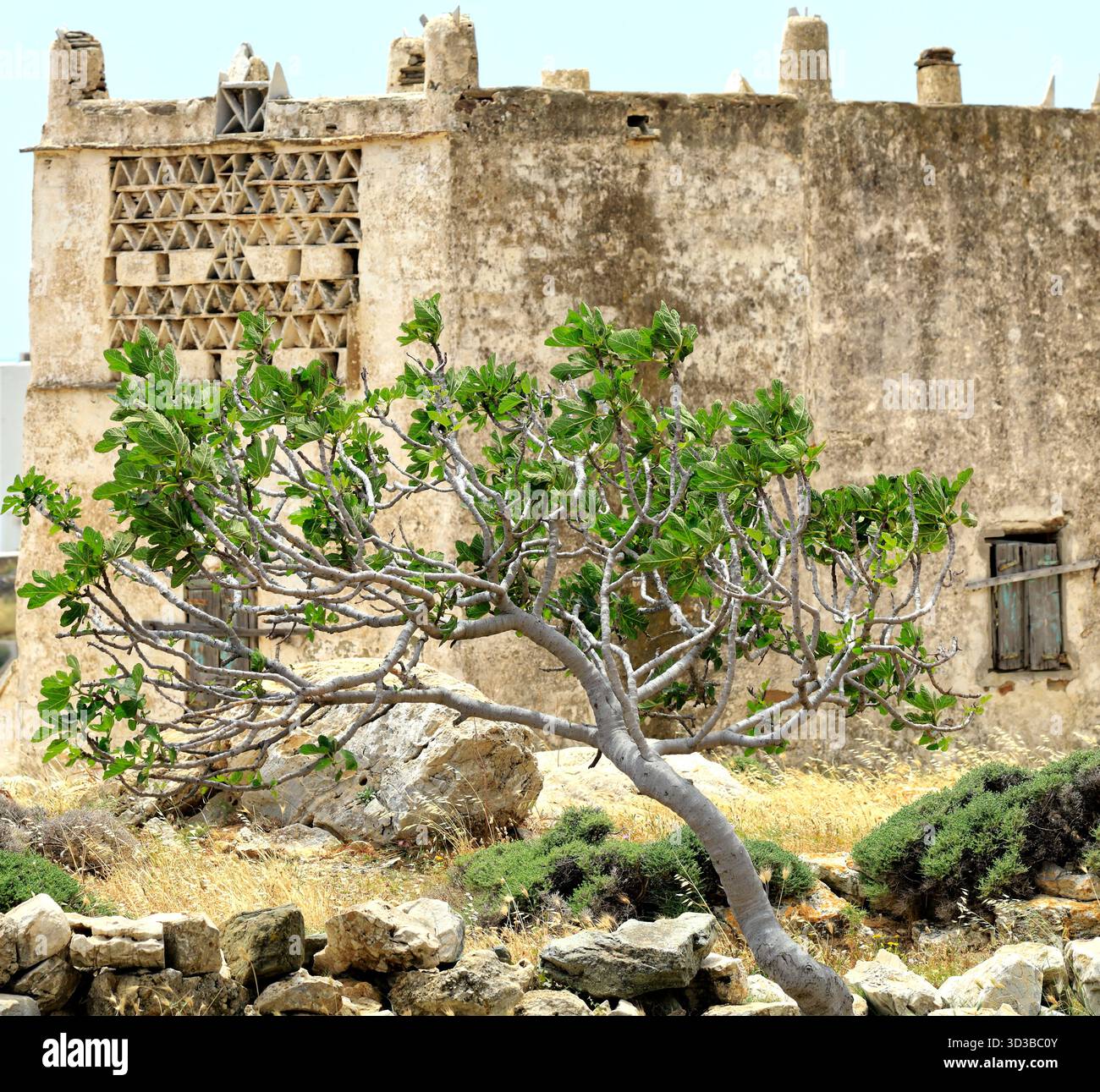 Fig tree (ficus carica) in front of a traditional rural dovecot, Tinos ...