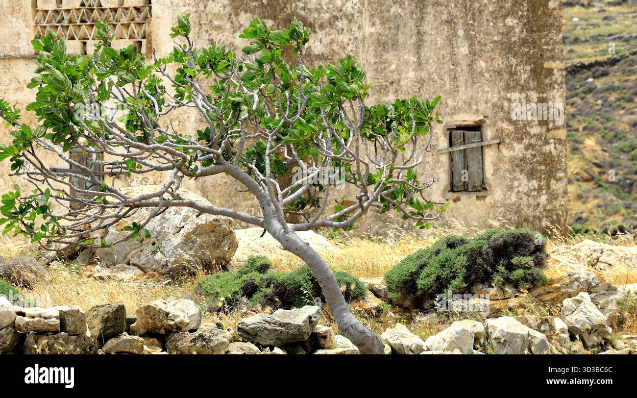 Fig tree (ficus carica) in front of a traditional rural dovecot, Tinos ...