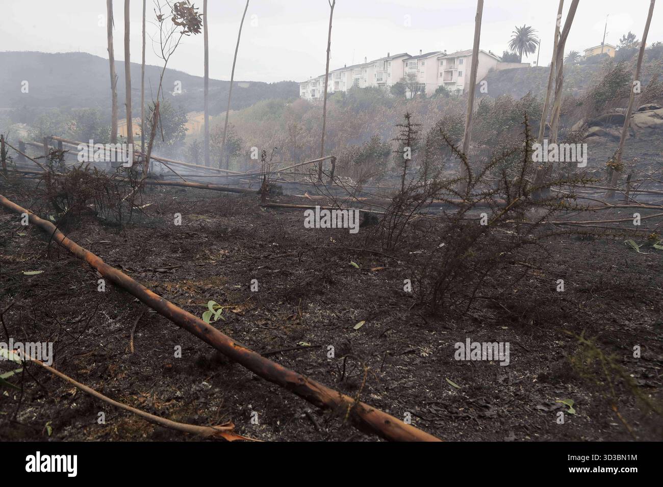 Areas burned by the forest fire in Cervo, on November 5, 2025, in Cervo ...