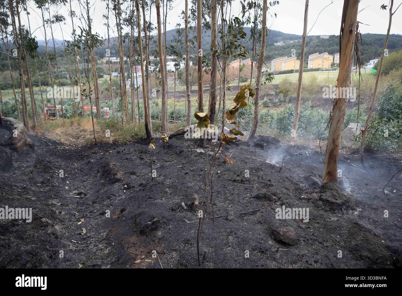 Areas burned by the forest fire in Cervo, on November 5, 2025, in Cervo ...