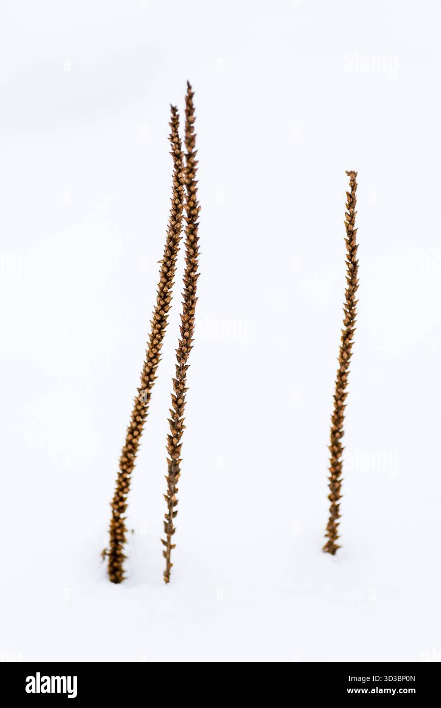 Spike inflorescence Cut Out Stock Images & Pictures - Alamy