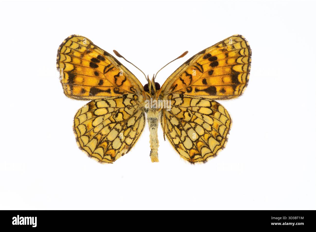 Mariposa de los diamantes hi-res stock photography and images - Alamy